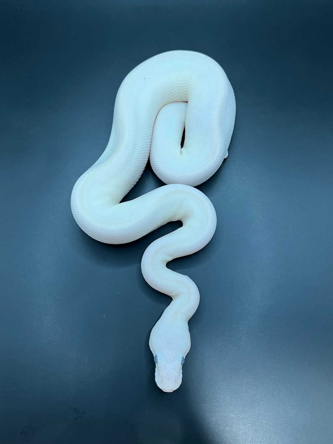 Blue Eye Lucy Ball Python by MidMichiganMorphs - MorphMarket