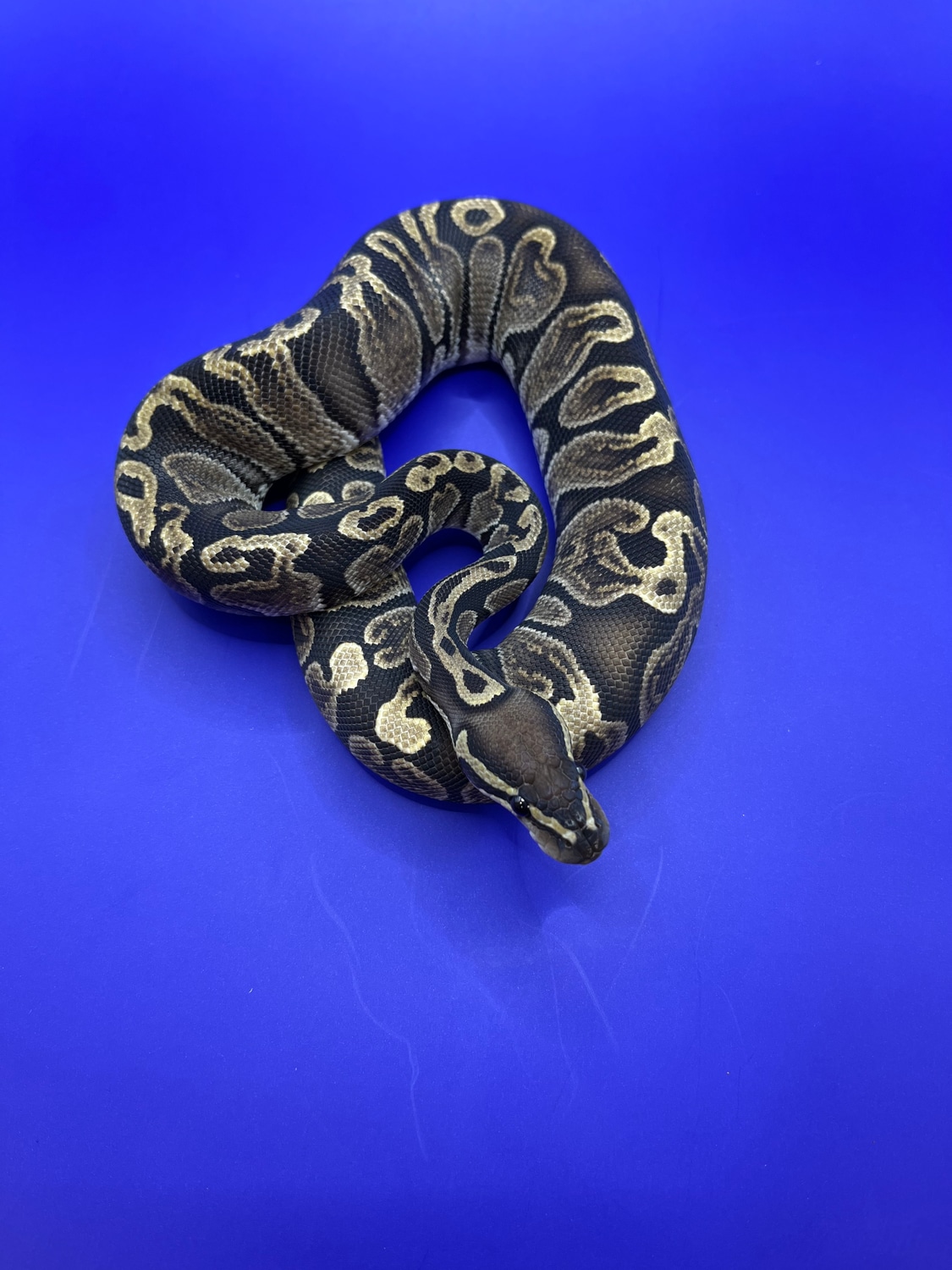 GHI 50% Het Orange Ghost Ball Python by MidMichiganMorphs - MorphMarket