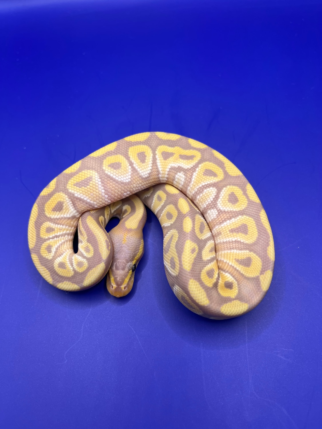 Banana Mojave 100% Het Clown Ball Python by MidMichiganMorphs - MorphMarket