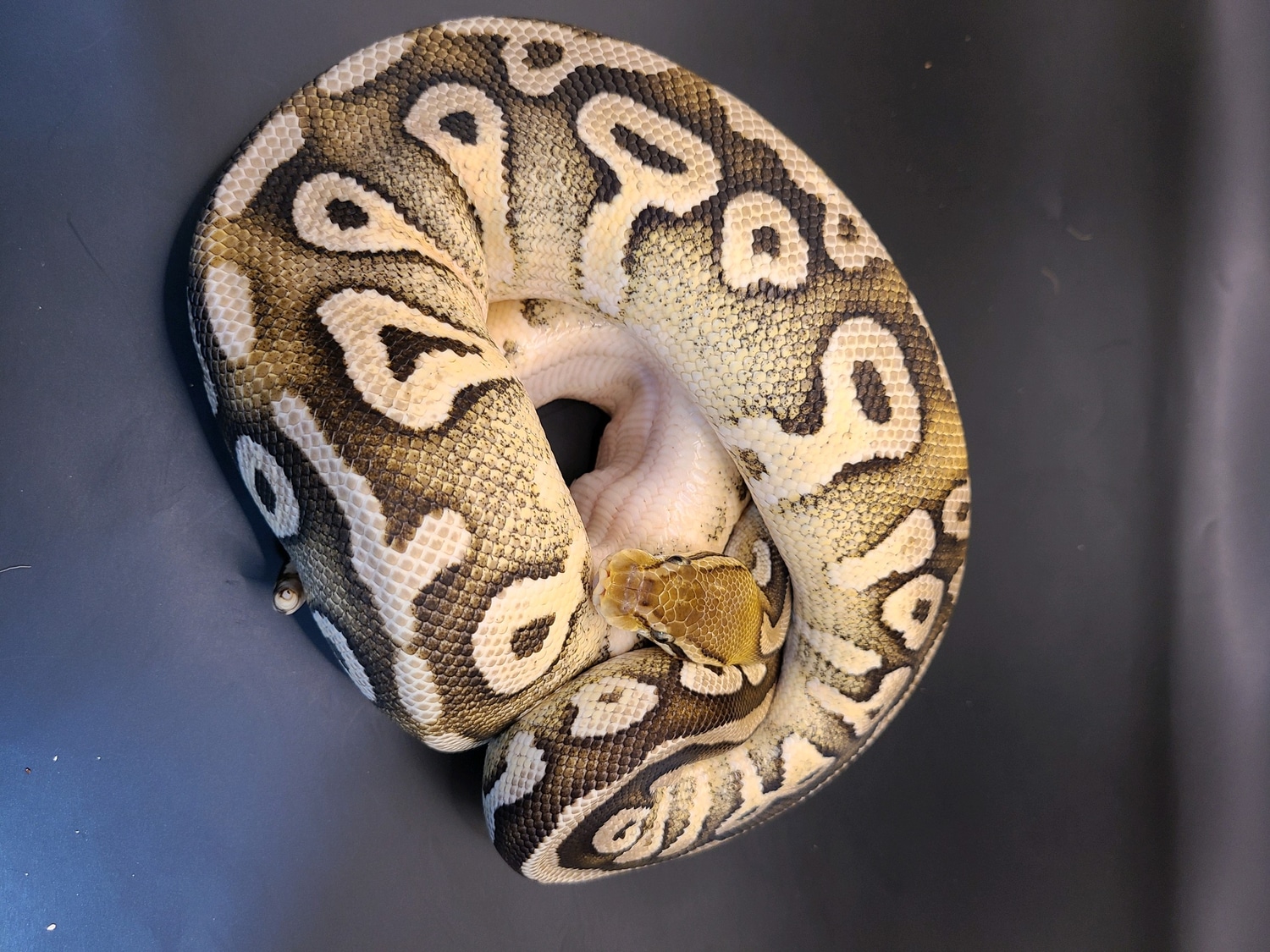 Pastel Mojave 66% Het Pied Ball Python by MidMichiganMorphs - MorphMarket