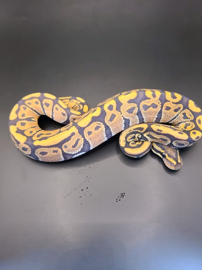Orange Ghost Ball Python by MidMichiganMorphs