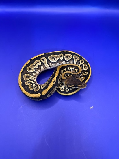 Bongo Ball Python by MidMichiganMorphs