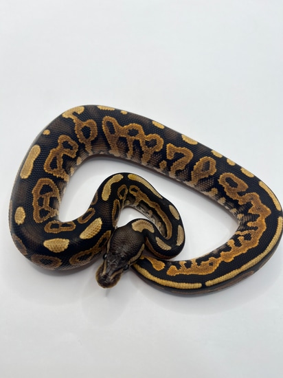 Black Pastel Yellowbelly 100% Het Lav 66% Het Pied Ball Python by ...