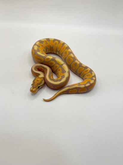 Coral Glow Orange Dream 66% Het Clown Ball Python by MidMichiganMorphs