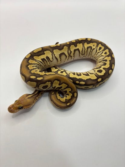 Mojave Spotnose Clown Ball Python by MidMichiganMorphs
