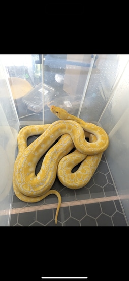 Phantom Dwarf Cb21 Female Reticulated Python by JB Retics