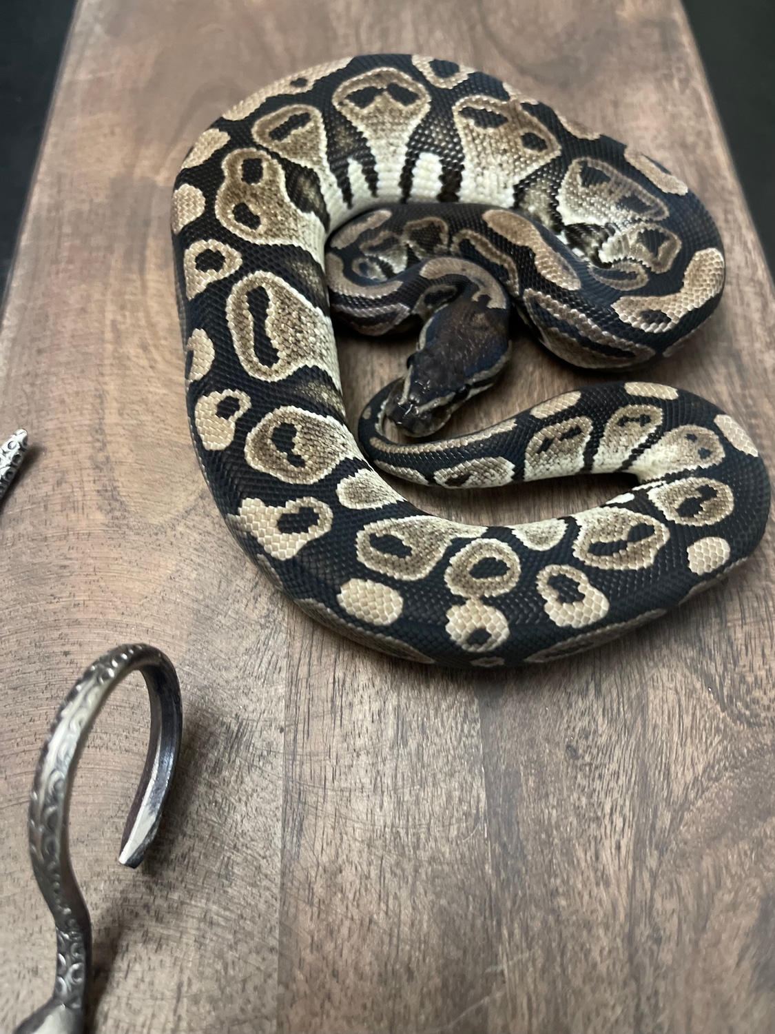 Black Axanthic 66% Het Hypo Ball Python by Jake's Exotic Balls ...