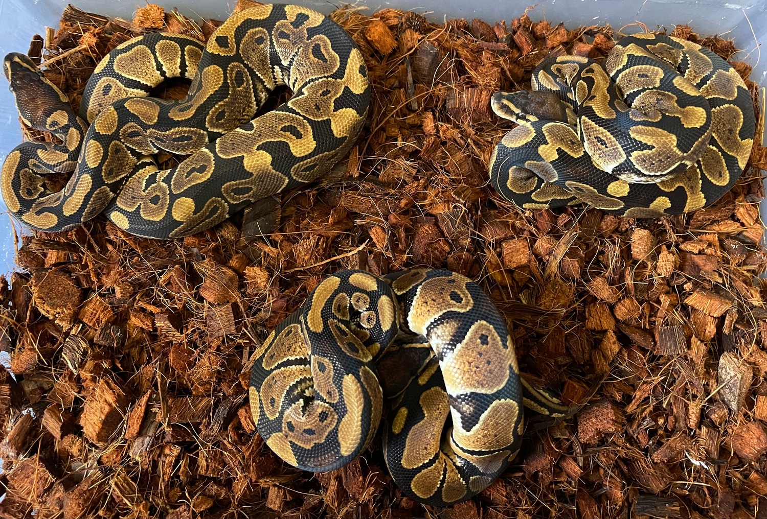 1.2 Classic Het Black Axanthic 66% Het Hypo 50% Het Albino Ball Python ...