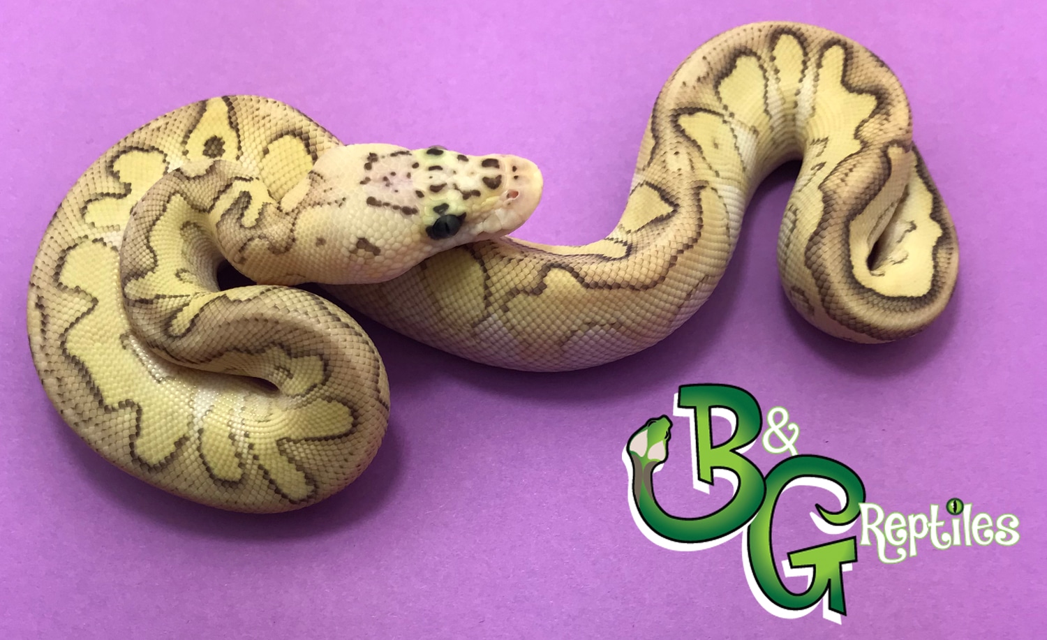 Pastel Lesser Clown Ball Python by B&G Reptiles - MorphMarket