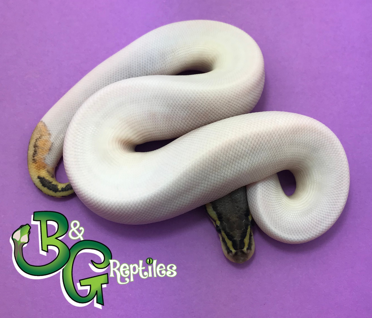 Super Pastel Pied Ball Python by B&G Reptiles - MorphMarket