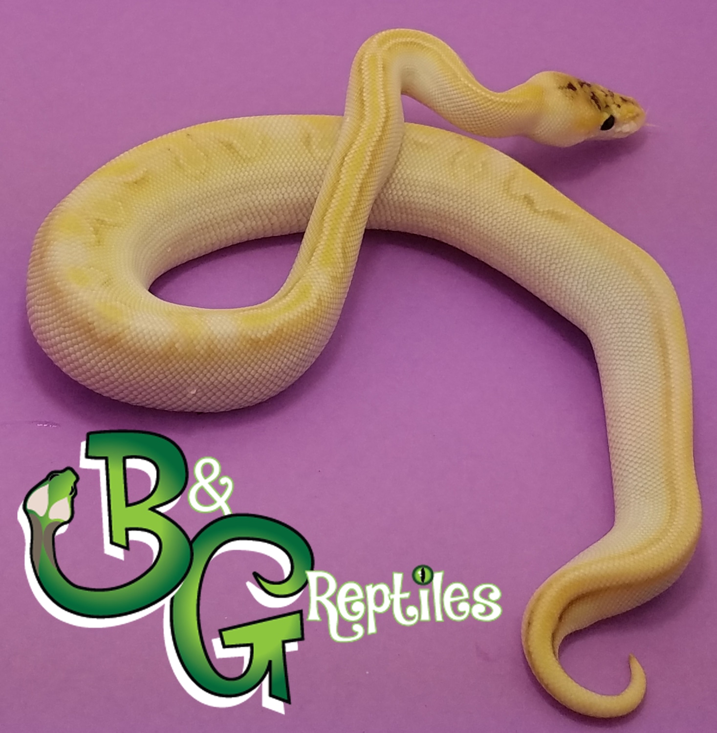 Enchi Mojave Enchi Orange Dream Ball Python by B&G Reptiles - MorphMarket