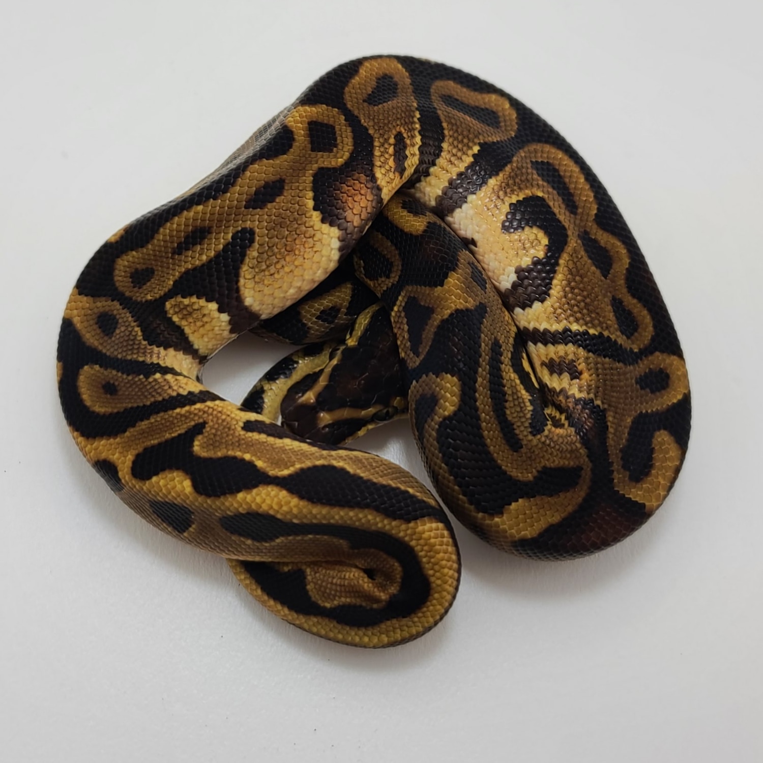 Enchi Leopard Ball Python by B&G Reptiles - MorphMarket