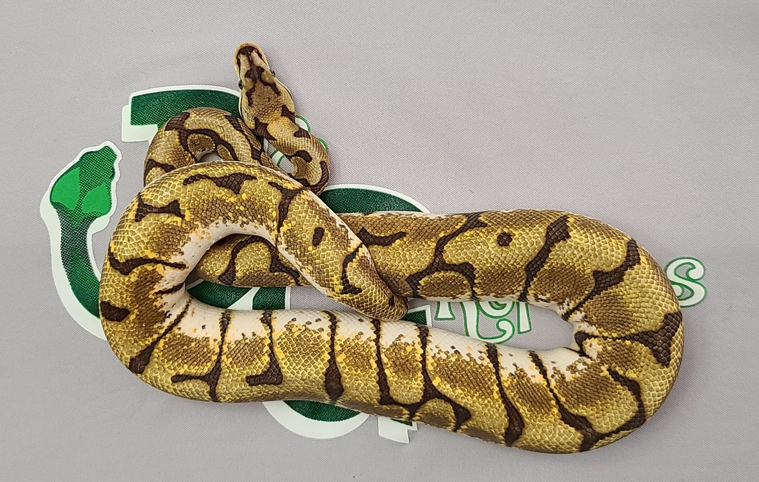 Enchi Spider Ball Python by B&G Reptiles - MorphMarket