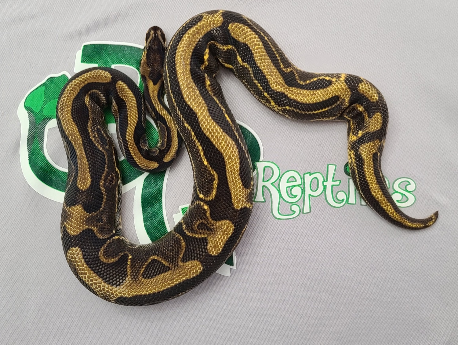 Leopard Enchi Calico Ball Python by B&G Reptiles - MorphMarket