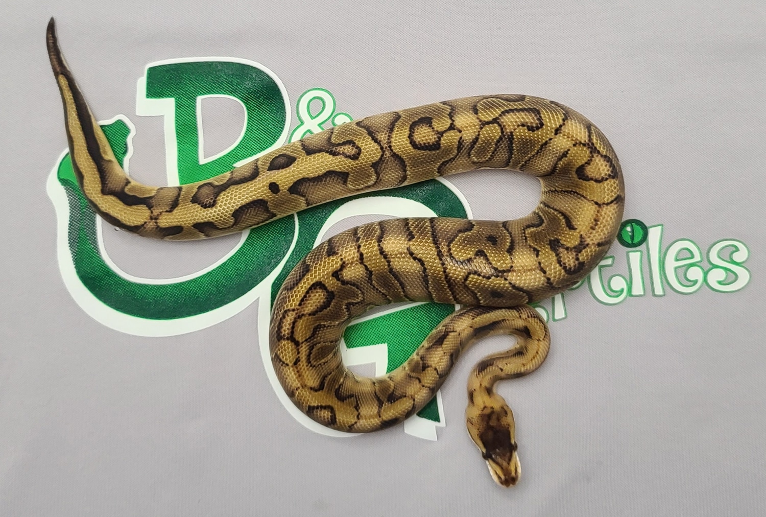 Champagne Enchi Leopard Ball Python by B&G Reptiles - MorphMarket