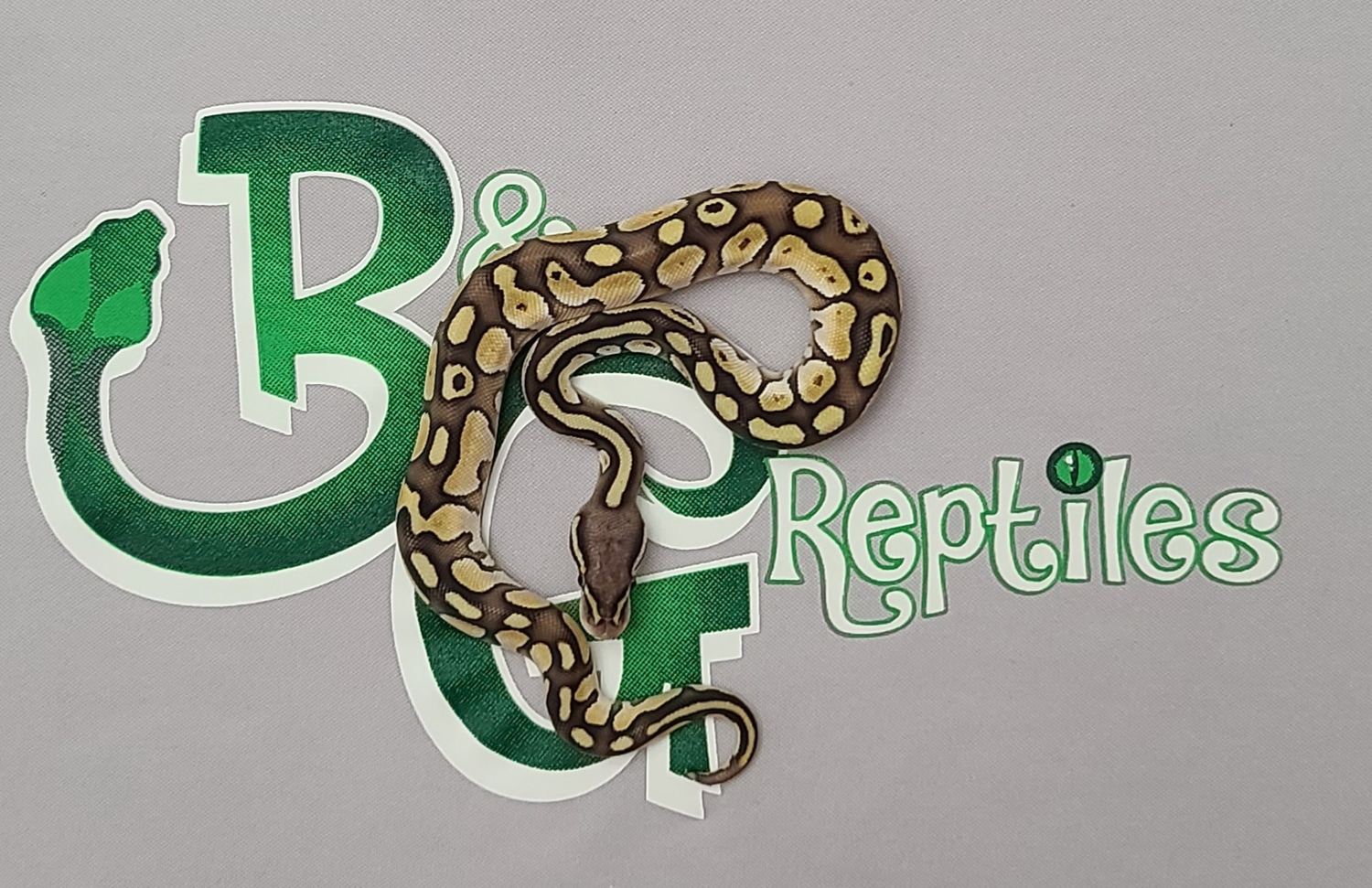 Butter 66% Het Genetic Stripe Ball Python by B&G Reptiles - MorphMarket