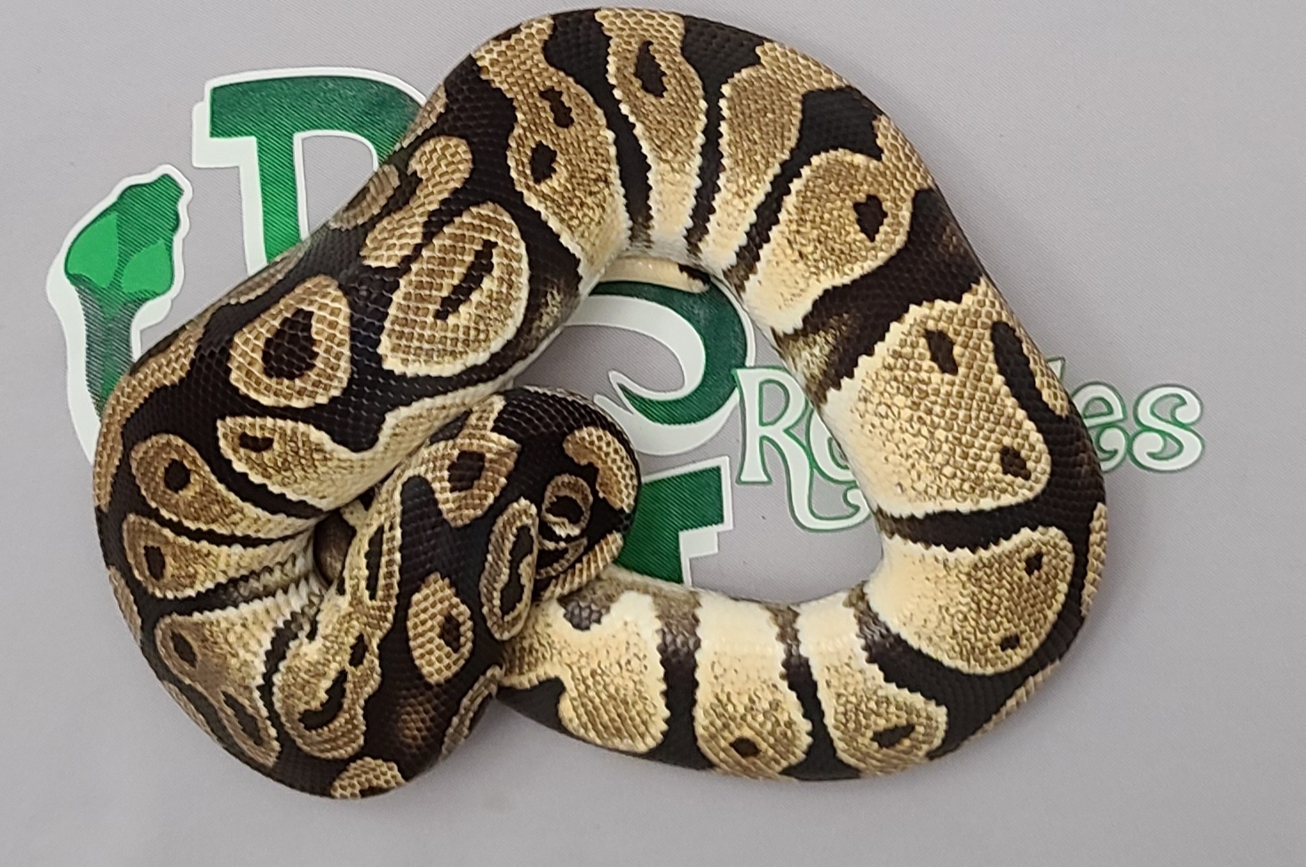 Orange Dream Ball Python by B&G Reptiles - MorphMarket
