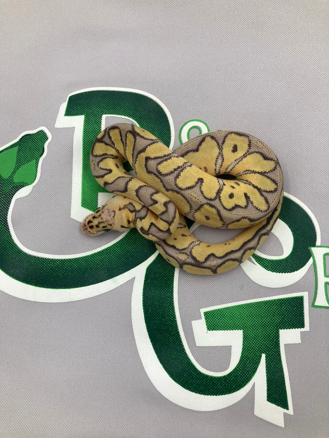 Killer Clown Ball Python by B&G Reptiles - MorphMarket