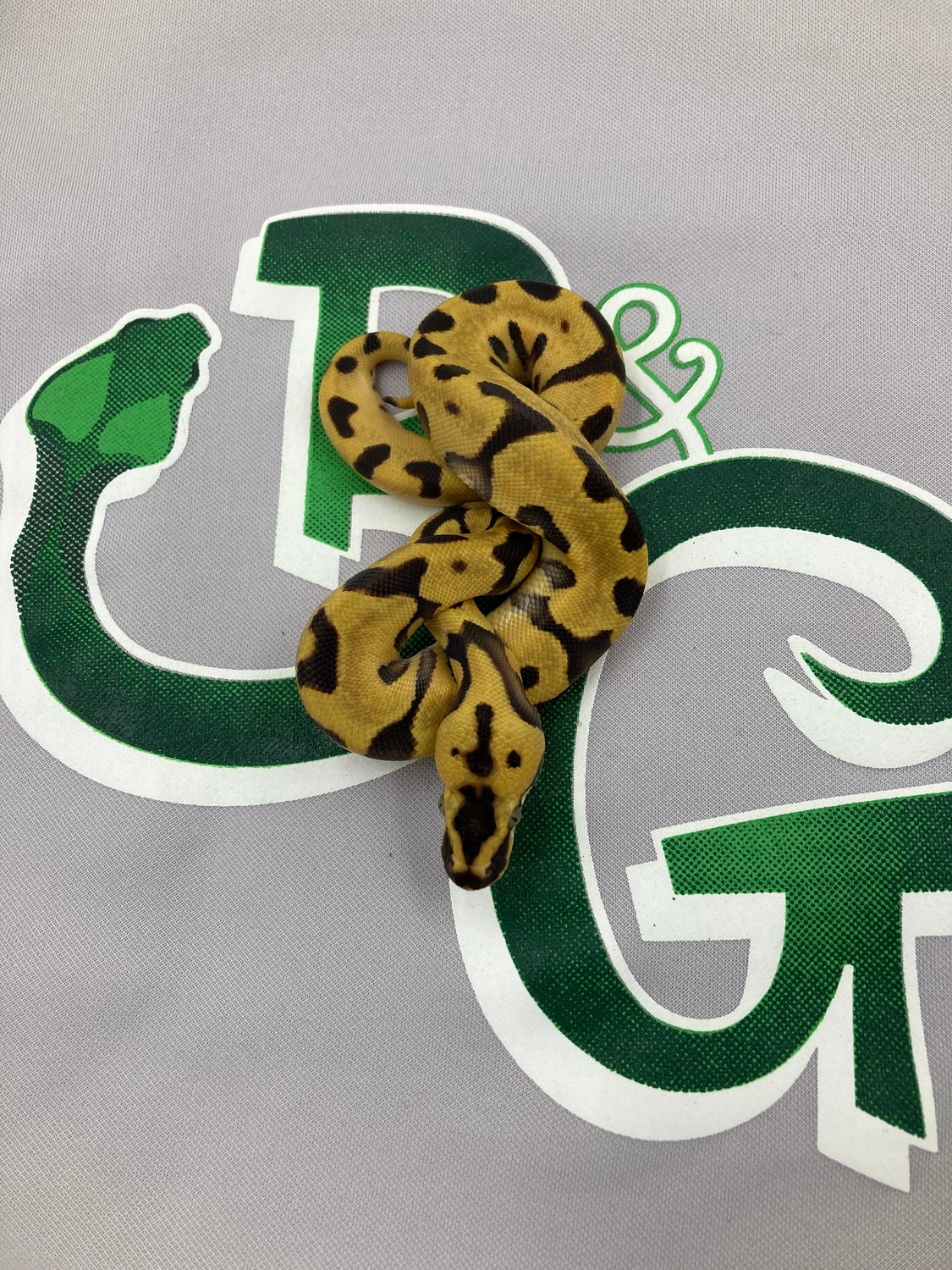 Super Enchi Pastel Leopard Ball Python by B&G Reptiles - MorphMarket