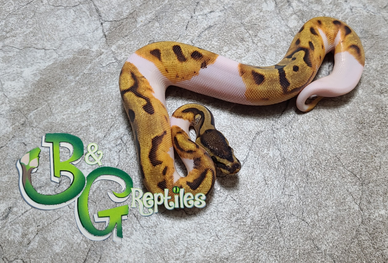Enchi Pied Ball Python by B&G Reptiles - MorphMarket