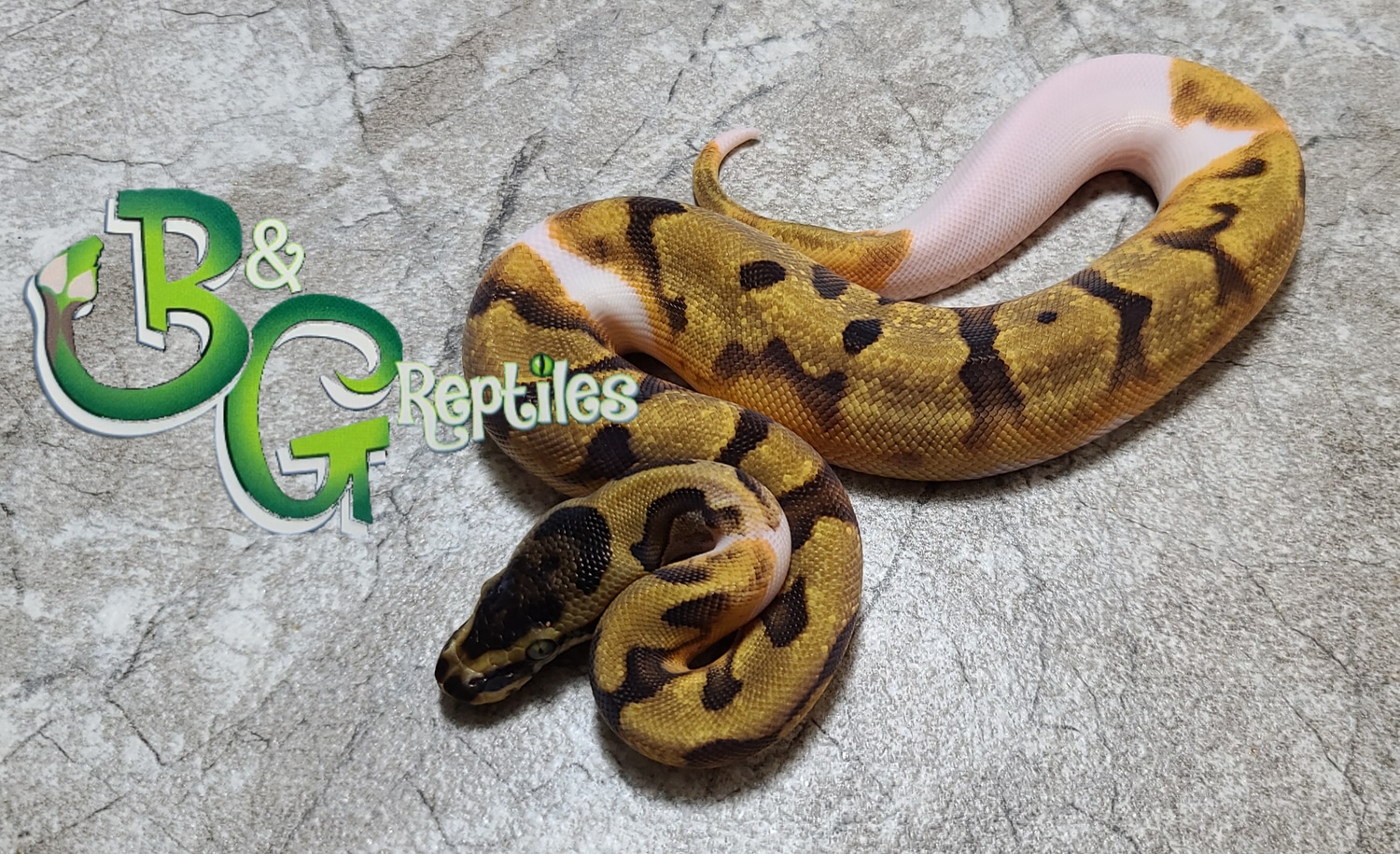 Super Enchi Pied Ball Python by B&G Reptiles - MorphMarket