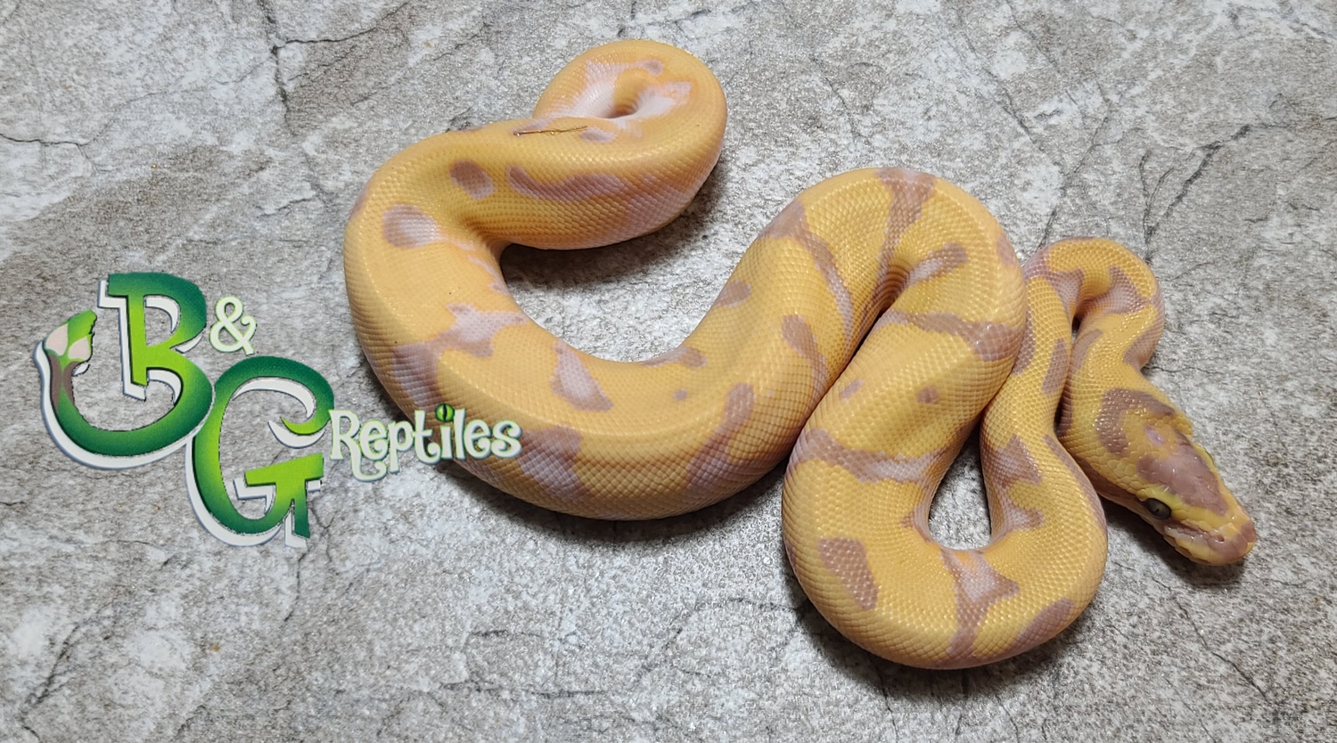 Super Enchi Banana Pied Ball Python by B&G Reptiles - MorphMarket