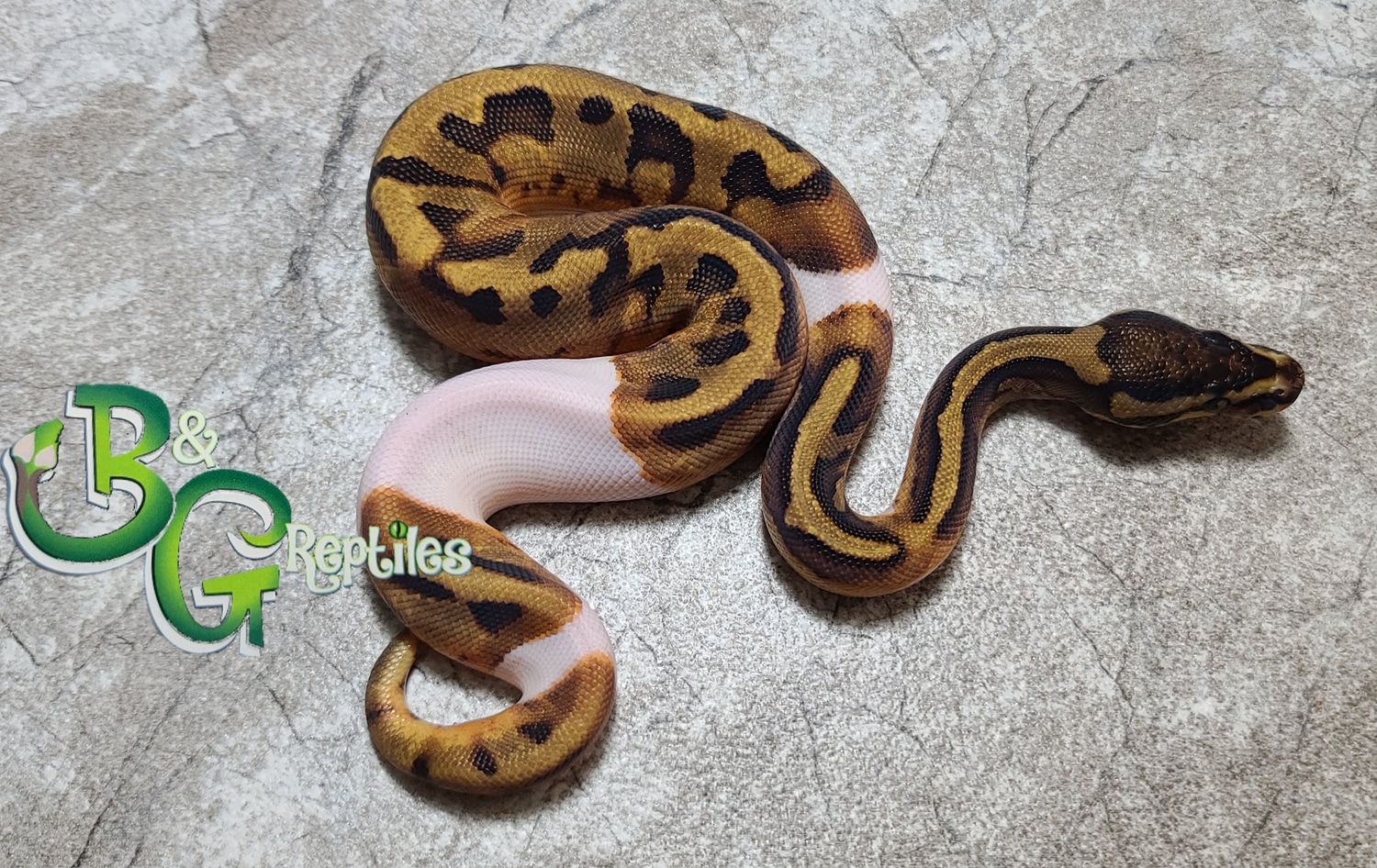 Enchi Pied Ball Python by B&G Reptiles - MorphMarket
