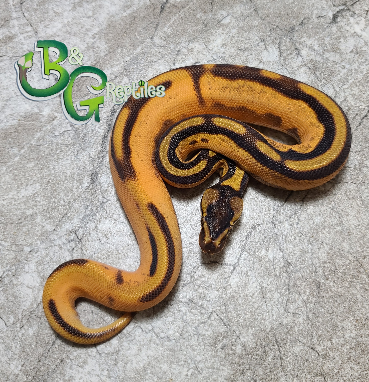 Enchi Leopard Calico Orange Dream Ball Python by B&G Reptiles - MorphMarket