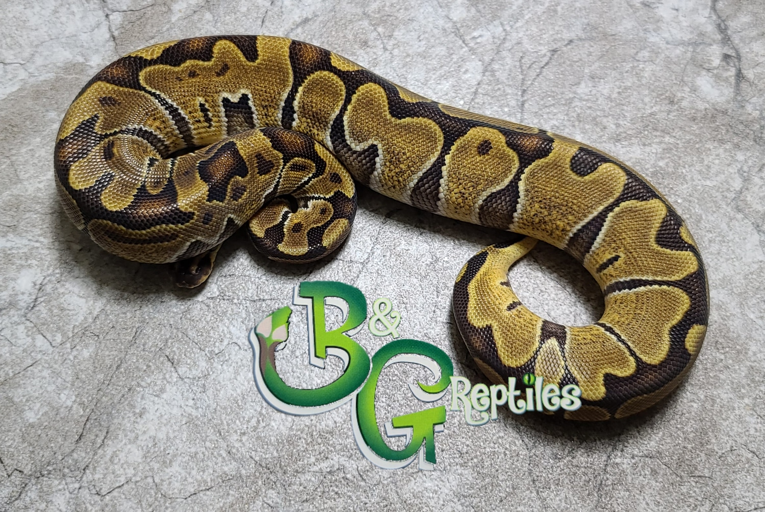 Enchi Ball Python by B&G Reptiles - MorphMarket