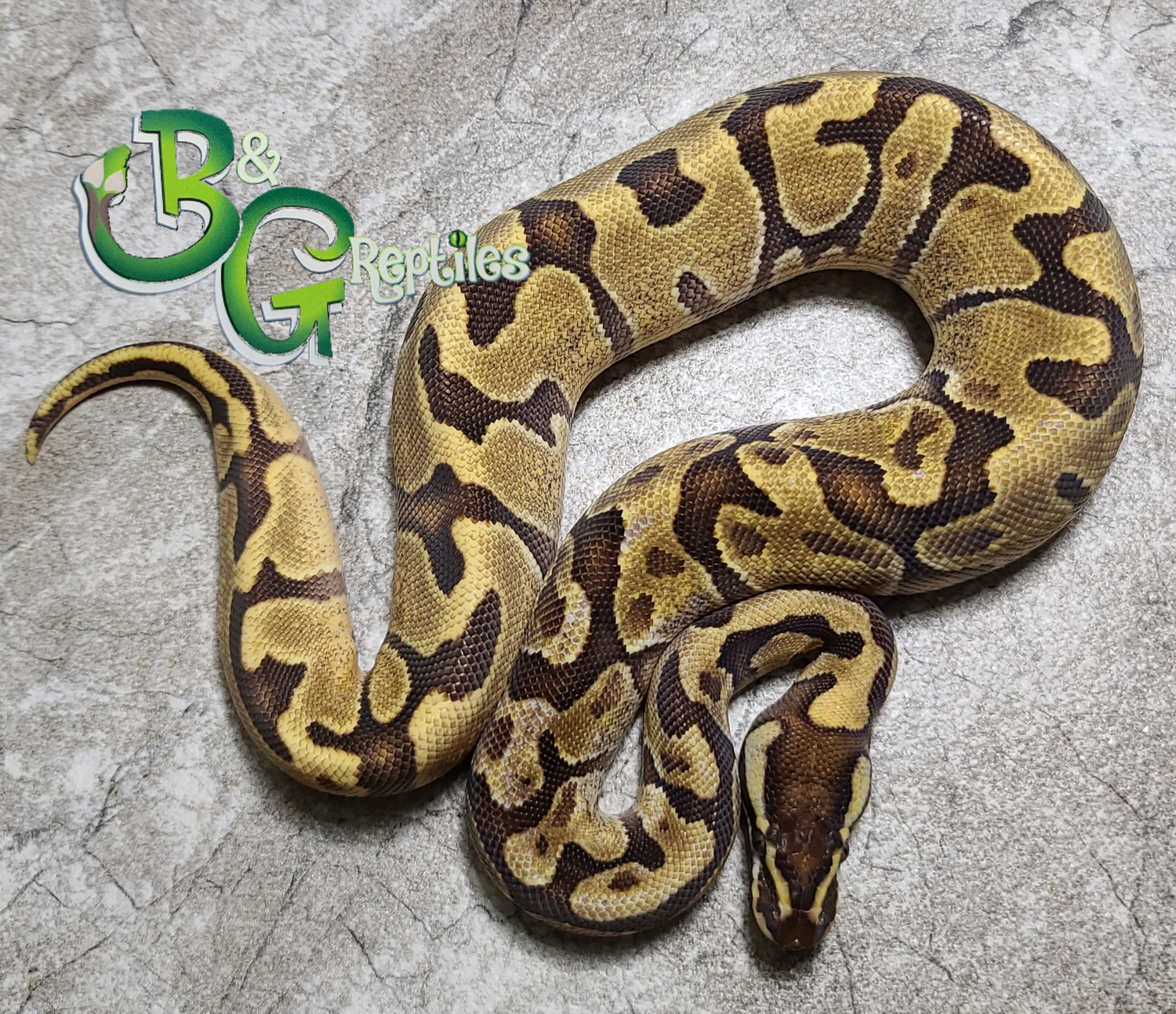 Enchi Fire Ball Python by B&G Reptiles - MorphMarket