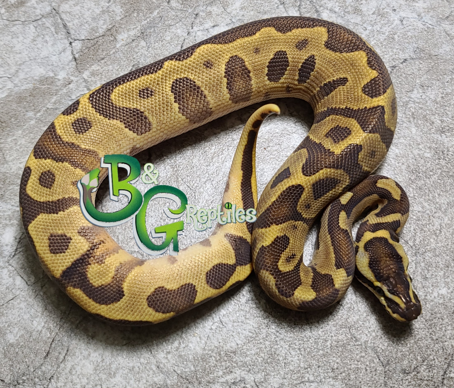 Fire Enchi Leopard Ball Python by B&G Reptiles - MorphMarket