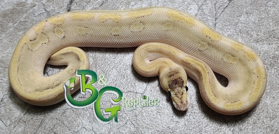 Mojave Enchi Champagne Ball Python by B&G Reptiles