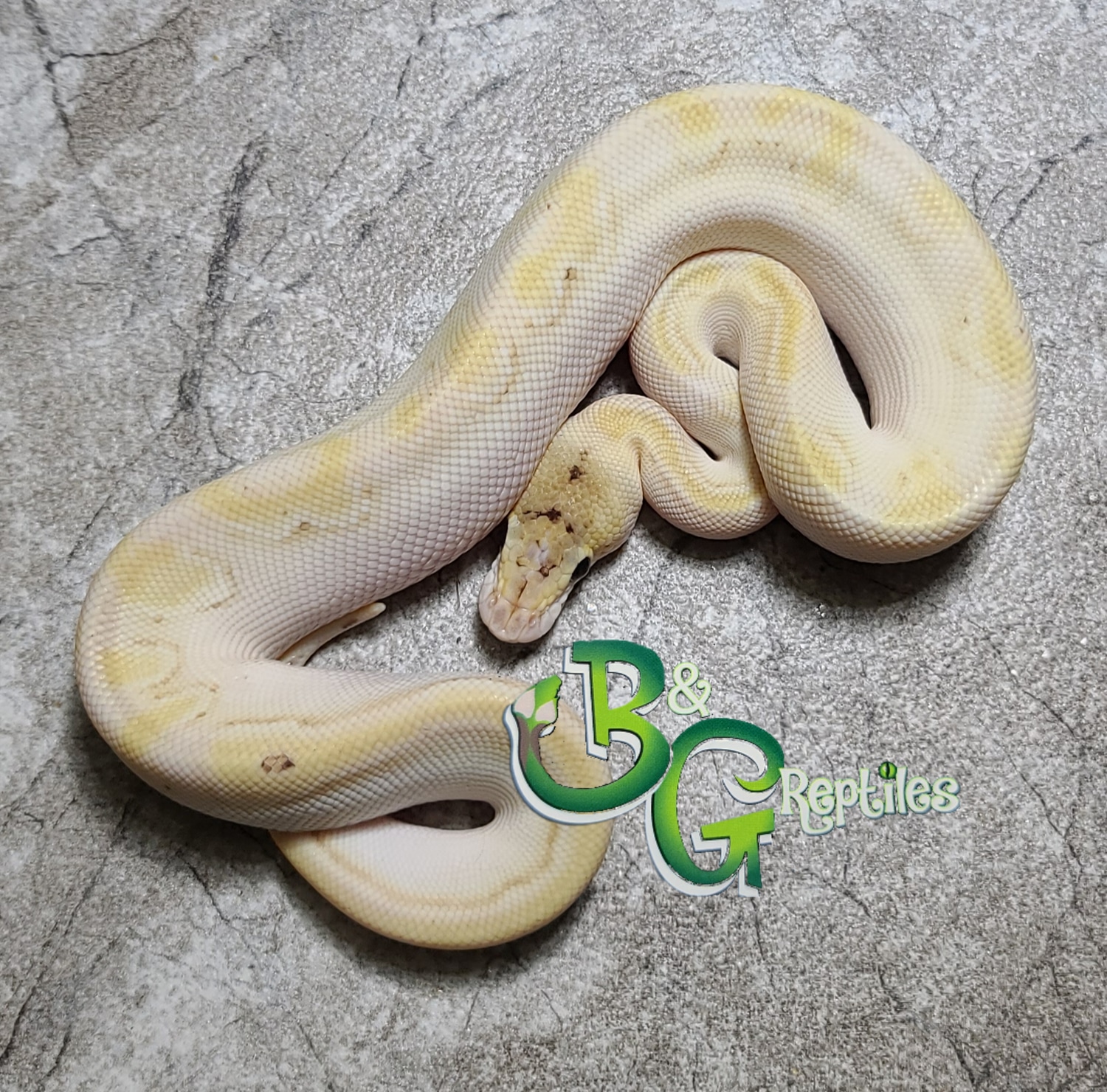 Enchi Orange Dream Champagne Mojave Ball Python by B&G Reptiles ...
