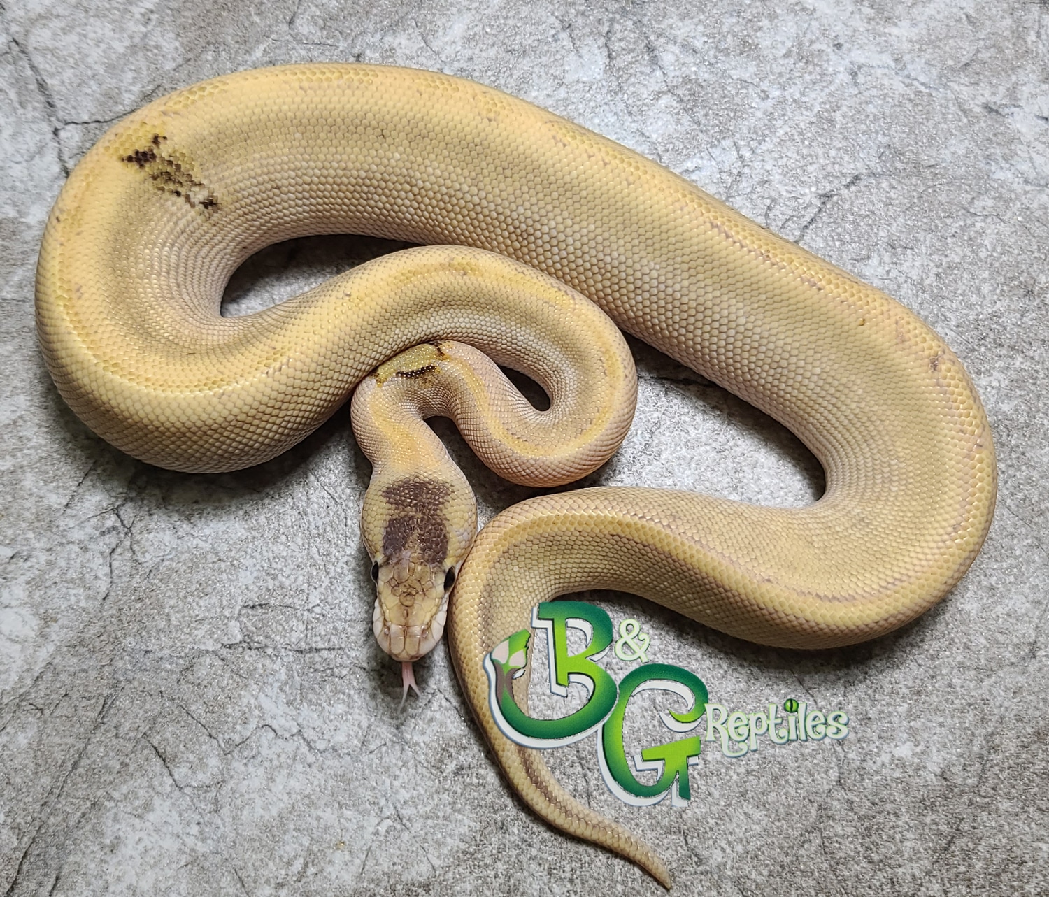 Mojave Champagne Ball Python by B&G Reptiles - MorphMarket