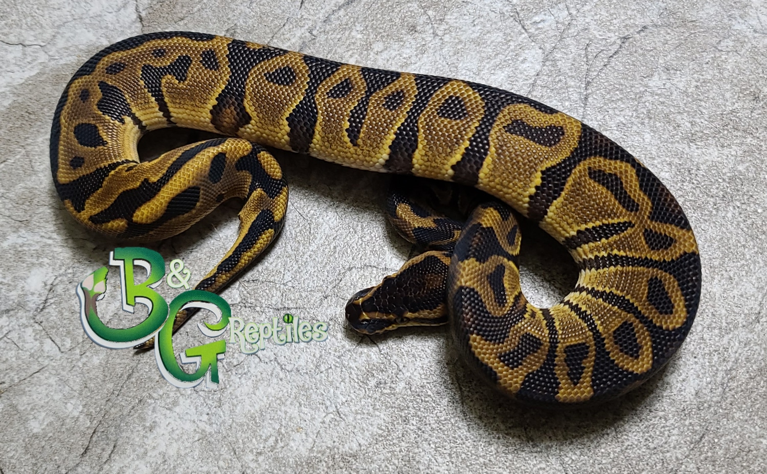 Enchi Leopard Ball Python by B&G Reptiles - MorphMarket