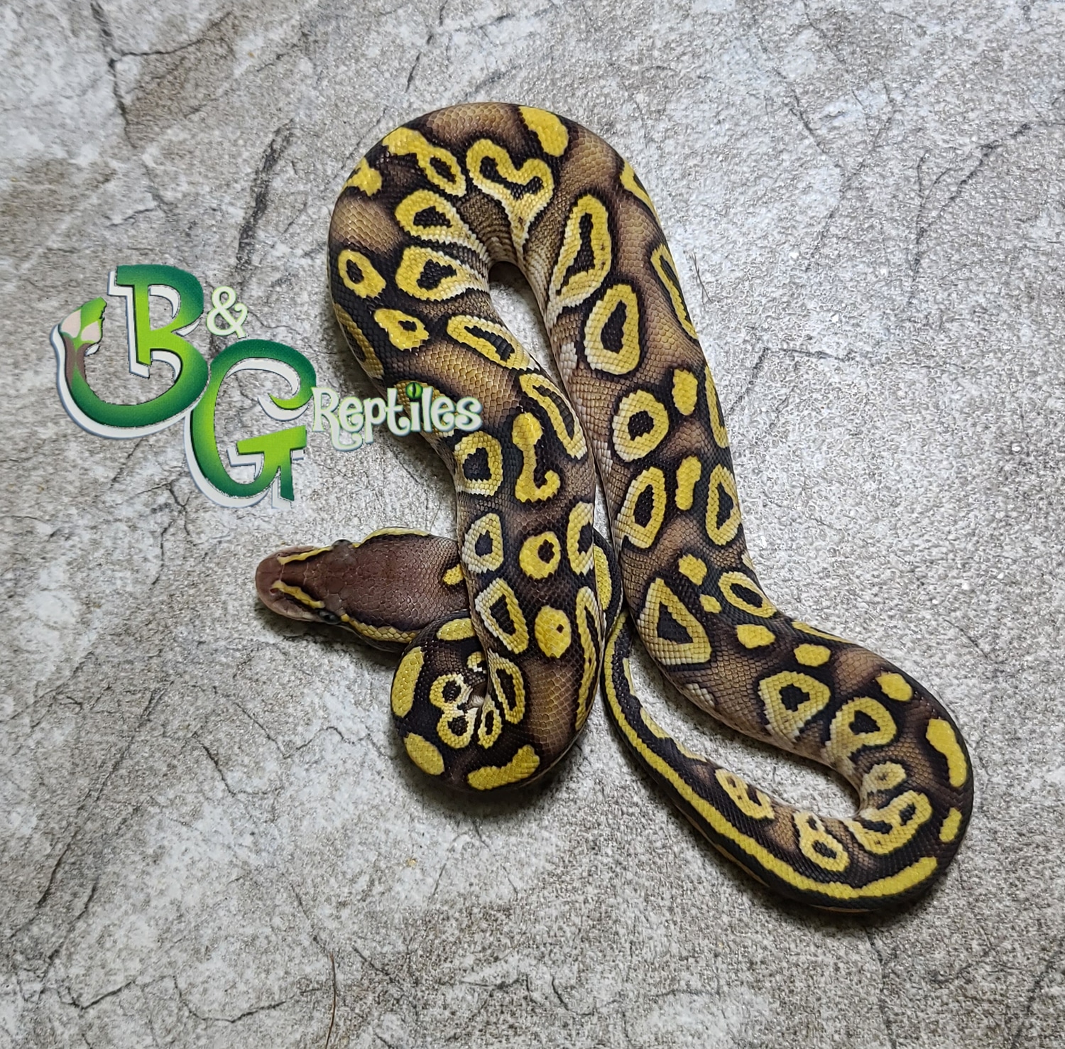 Super Pastel Mojave Ball Python by B&G Reptiles - MorphMarket