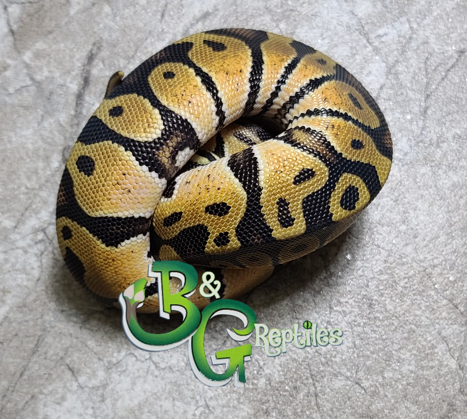 Pastel 66% Het Genetic Stripe Ball Python by B&G Reptiles - MorphMarket