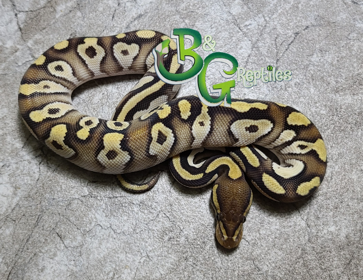 Enchi Mojave Ball Python by B&G Reptiles - MorphMarket