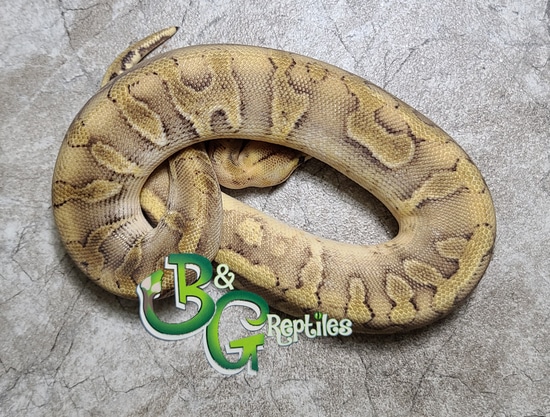 Enchi Champagne Ball Python by B&G Reptiles