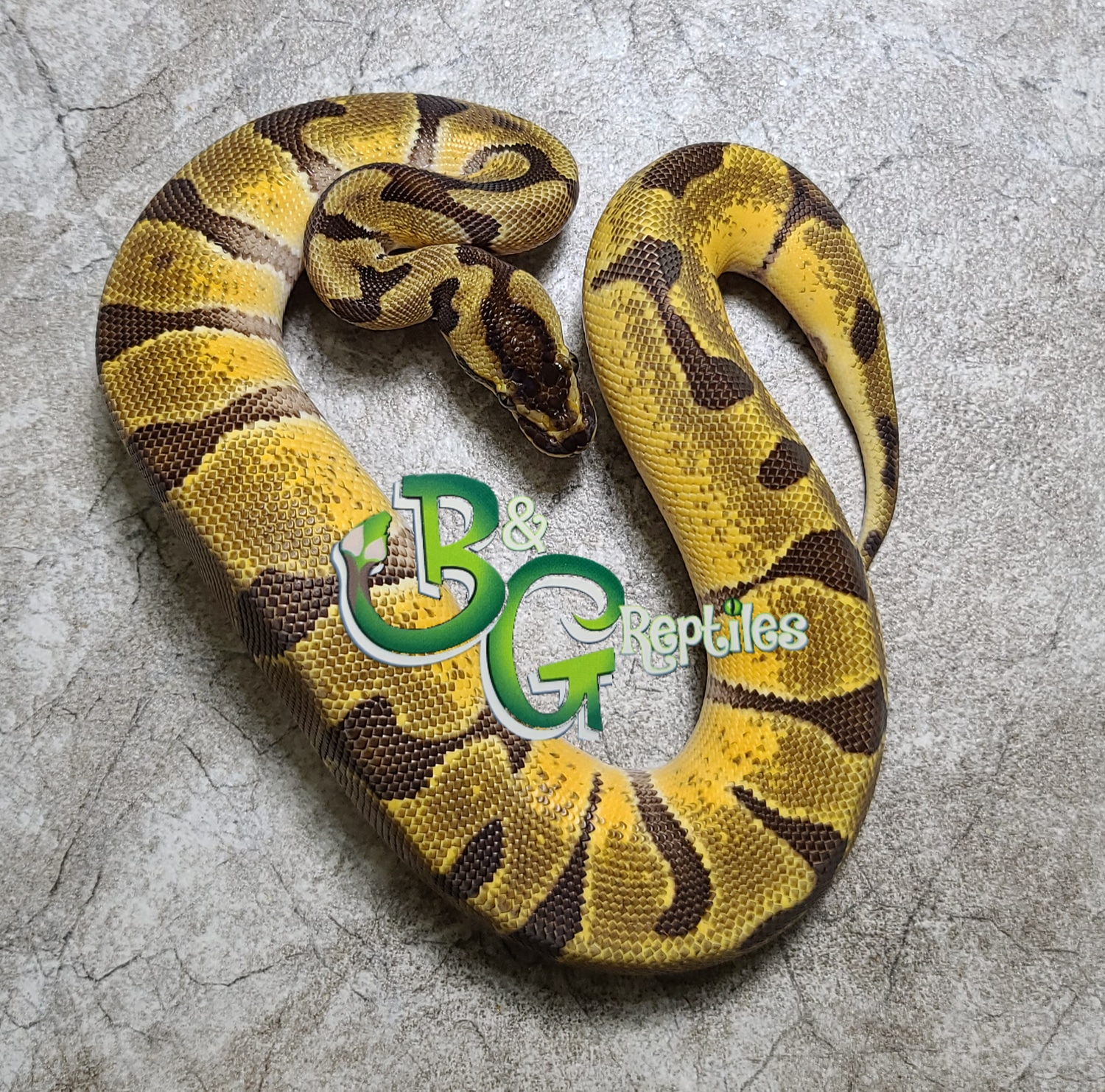 Super Enchi Ball Python by B&G Reptiles - MorphMarket