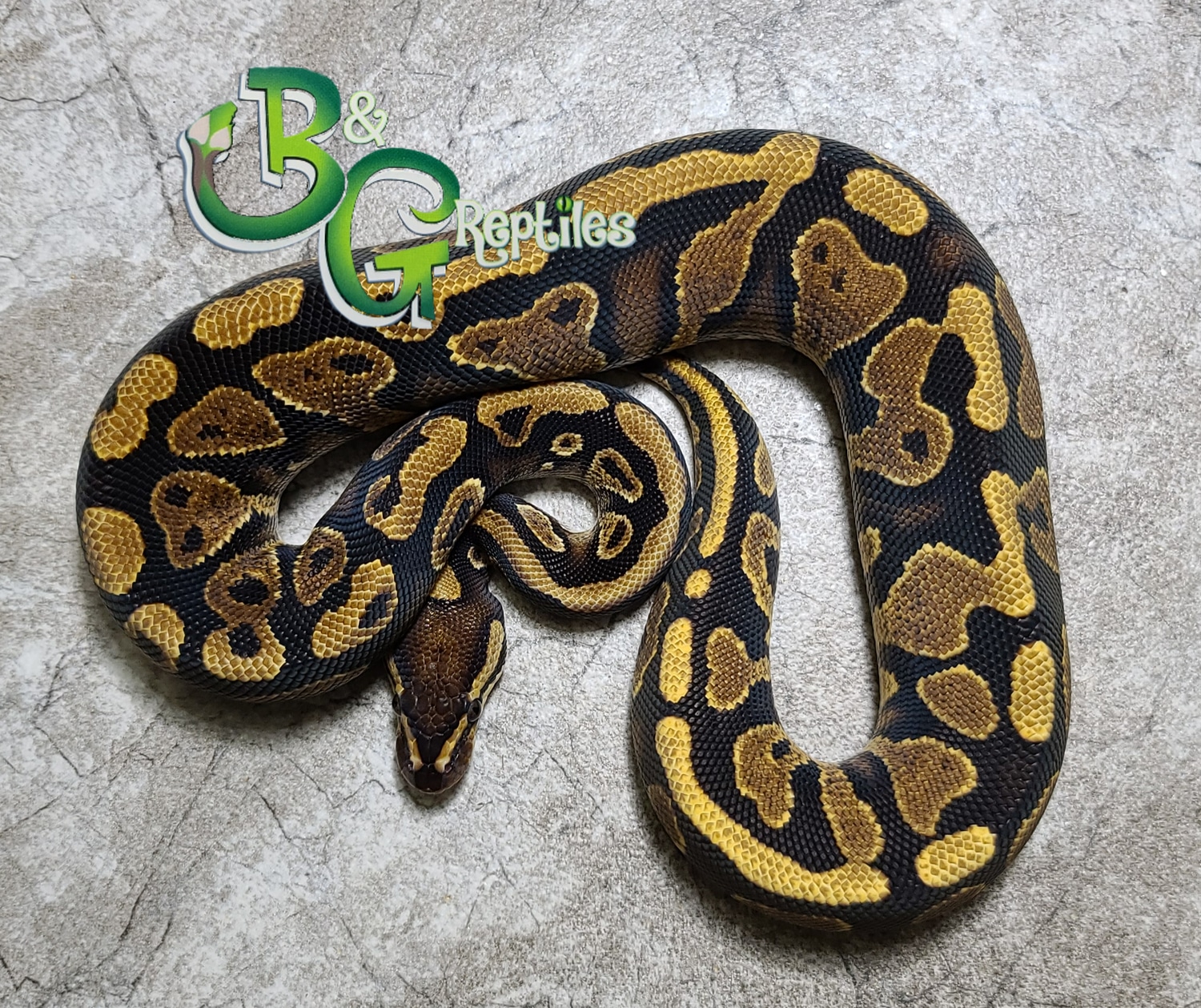 Yellowbelly OR Gravel Ball Python by B&G Reptiles - MorphMarket