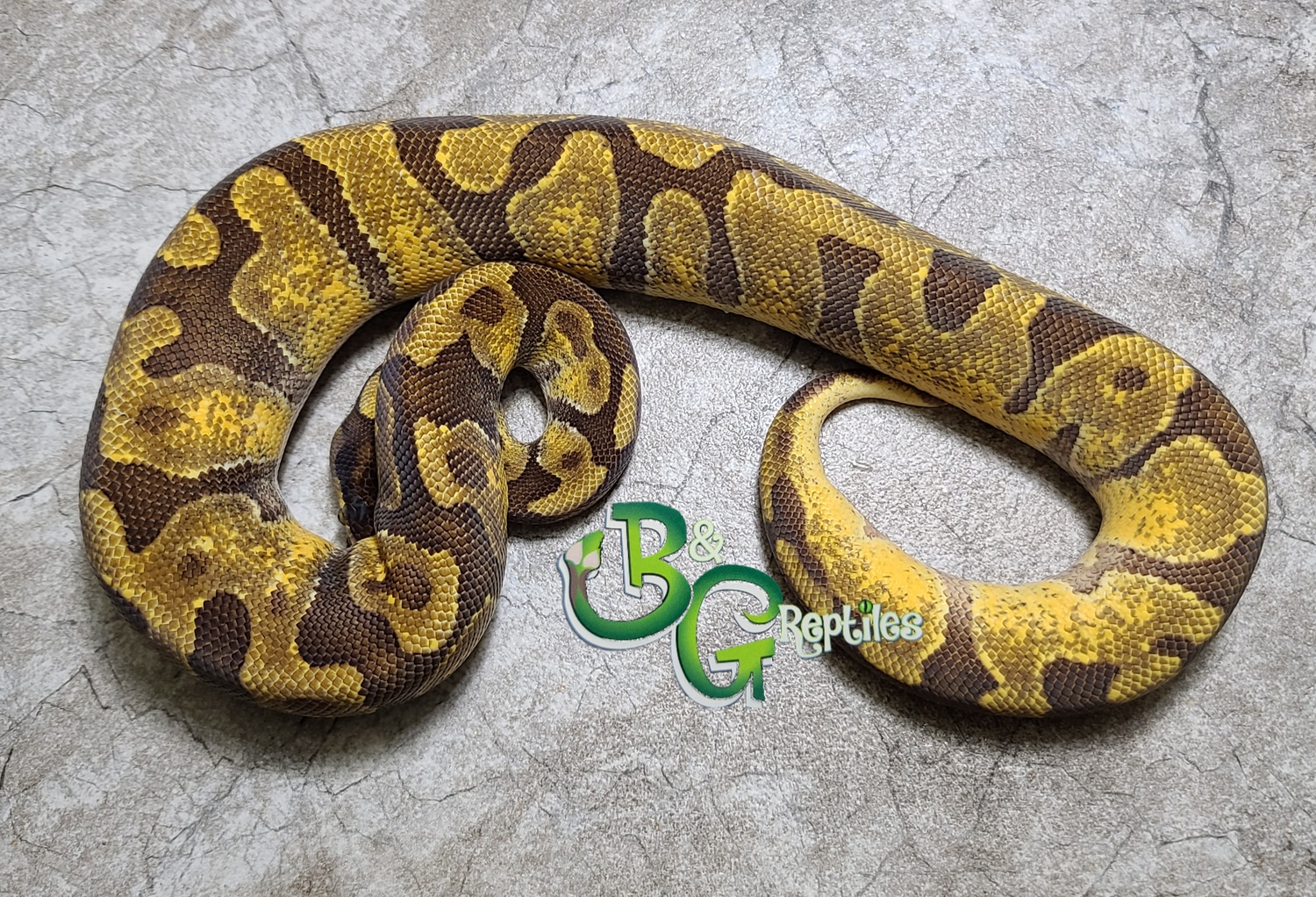 Super Enchi Ball Python by B&G Reptiles - MorphMarket