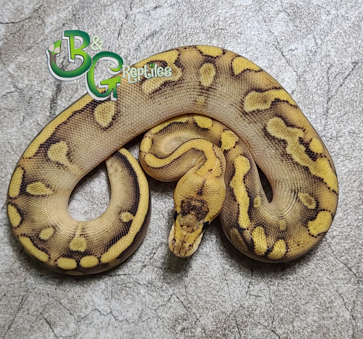 Enchi Champagne 50% Het TriStripe Ball Python by B&G Reptiles - MorphMarket