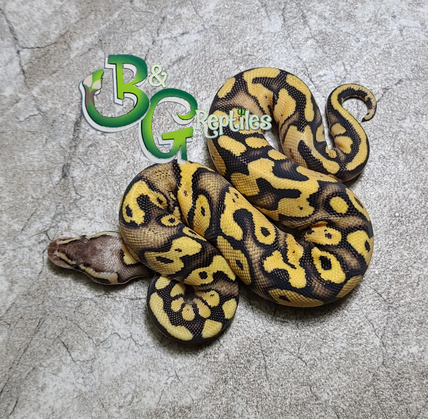 Firefly Poss Yellowbelly 50% Het Pied Ball Python by B&G Reptiles ...