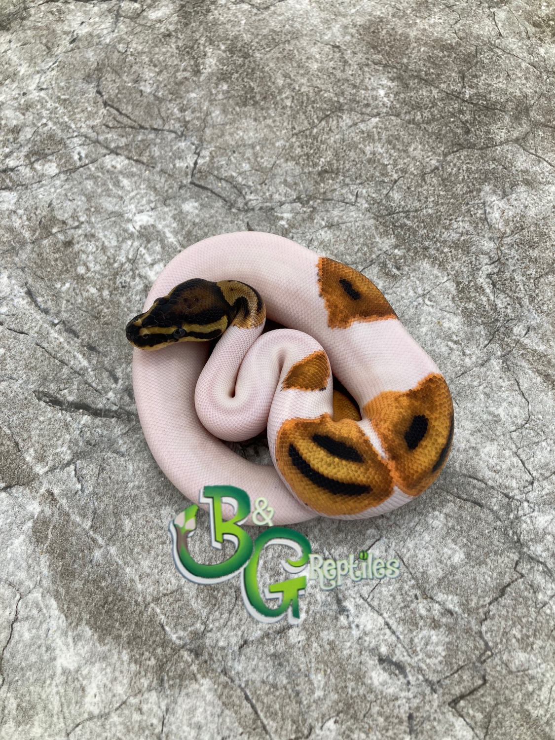 Orange Dream Pied Ball Python by B&G Reptiles - MorphMarket