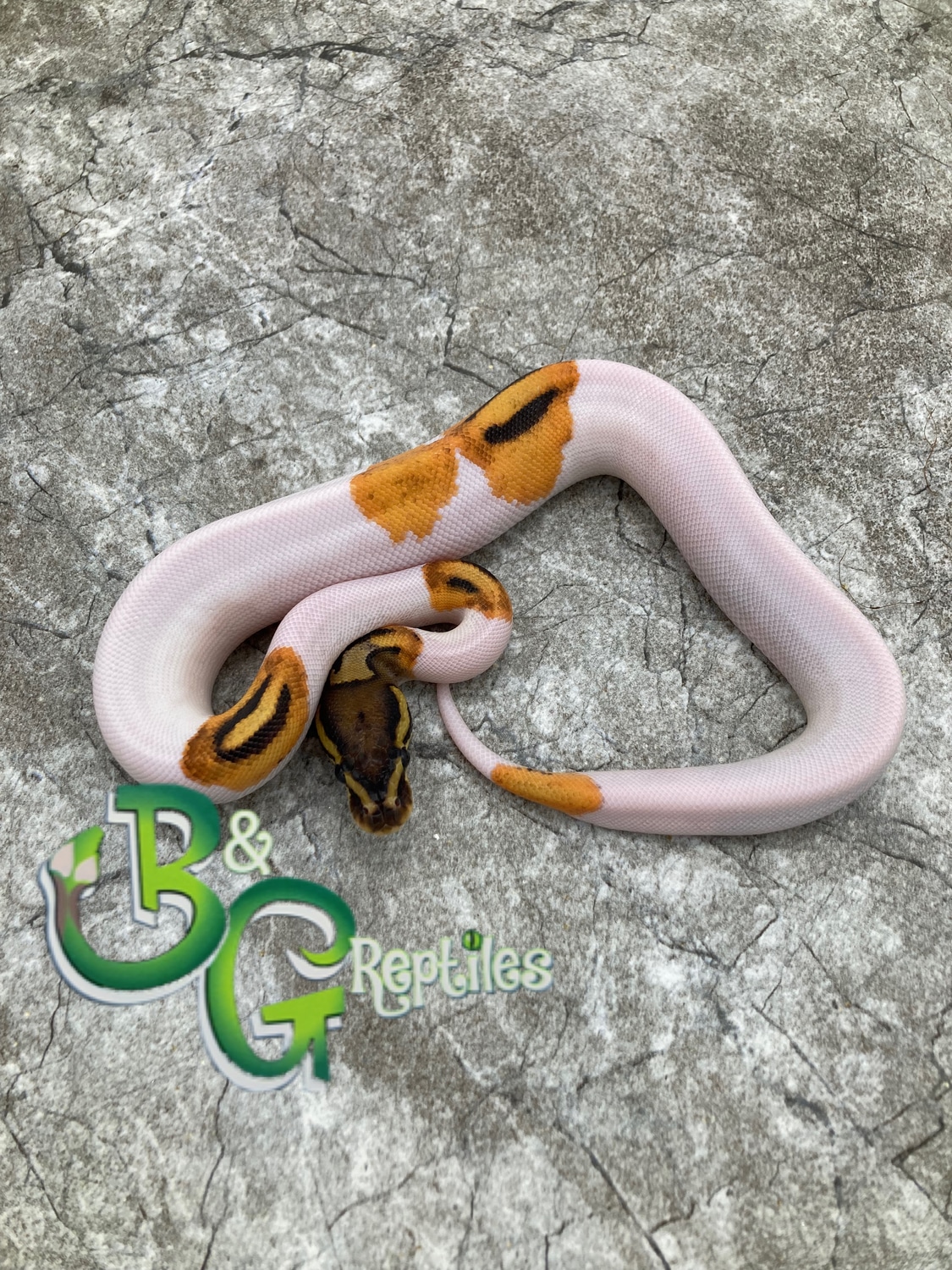 Orange Dream Pied Ball Python by B&G Reptiles - MorphMarket