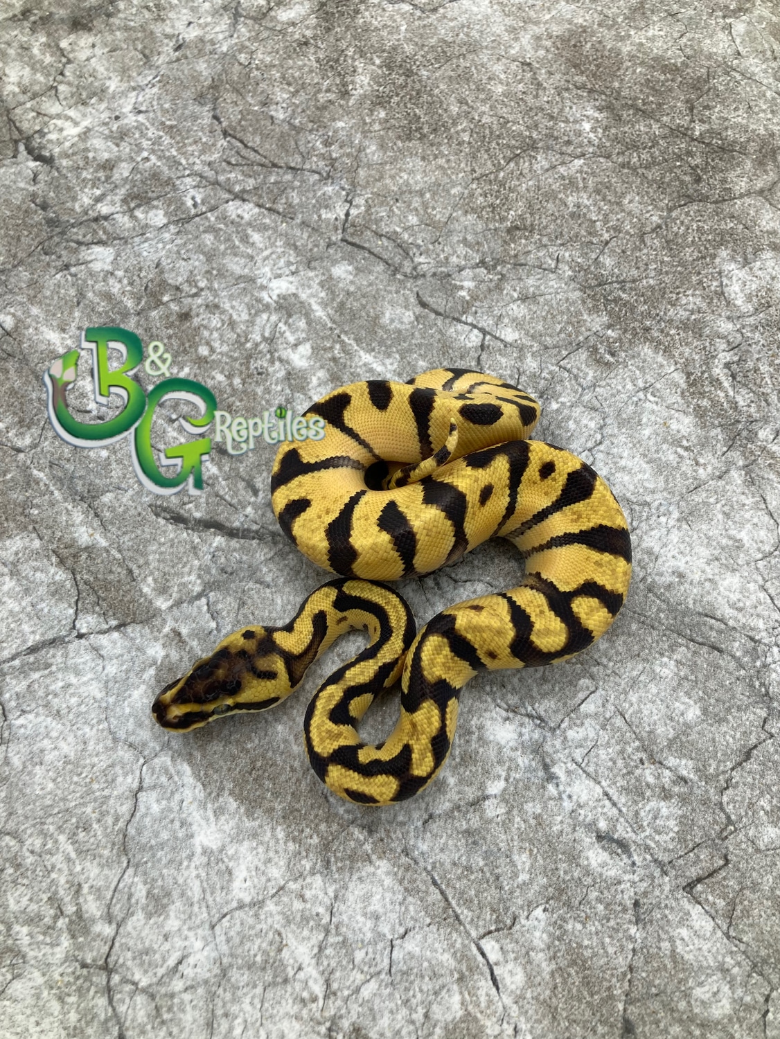 Super Enchi Pastel Ball Python by B&G Reptiles - MorphMarket