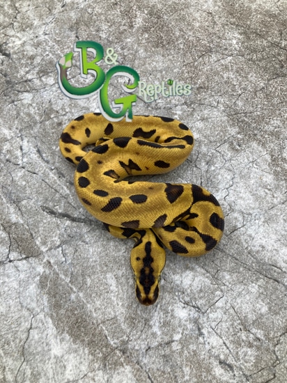 Super Enchi Pastel Leopard Ball Python by B&G Reptiles