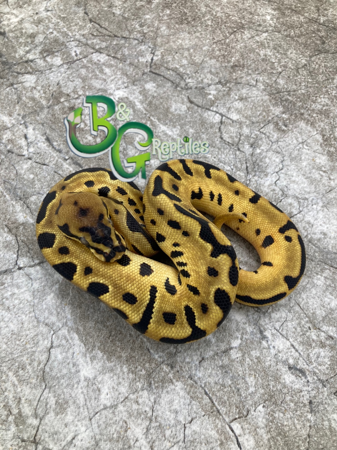 Spotnose Orange Dream Yellowbelly Leopard Het Clown Ball Python by B&G ...