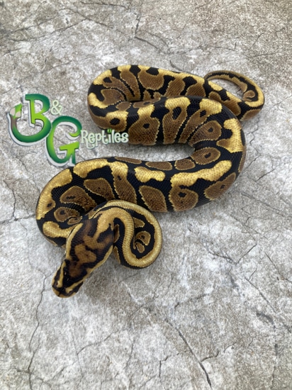 Spot Nose Het Clown Ball Python by B&G Reptiles